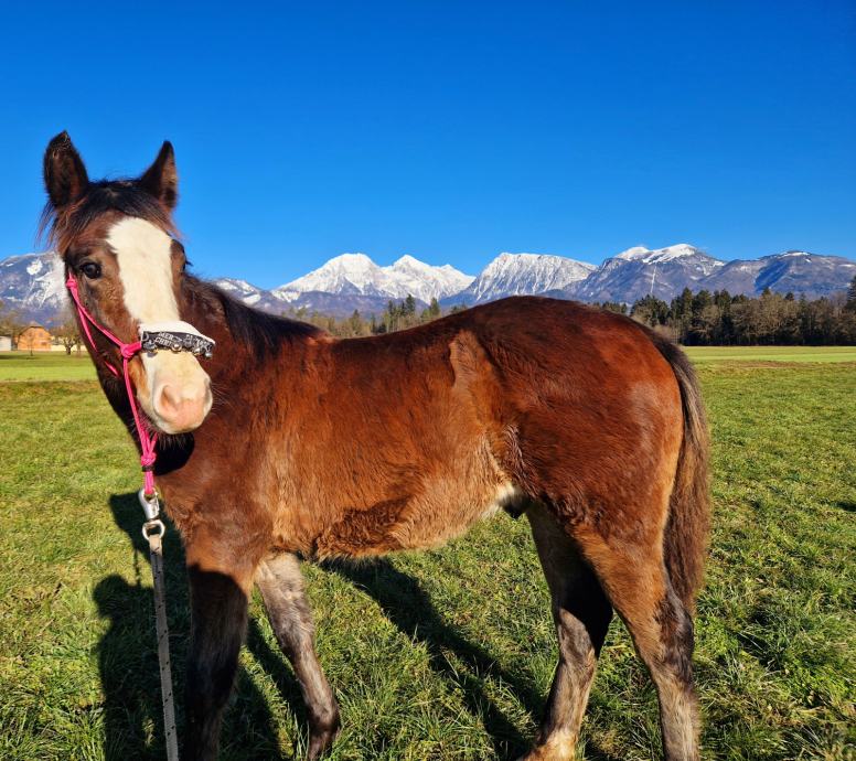 Paint horse