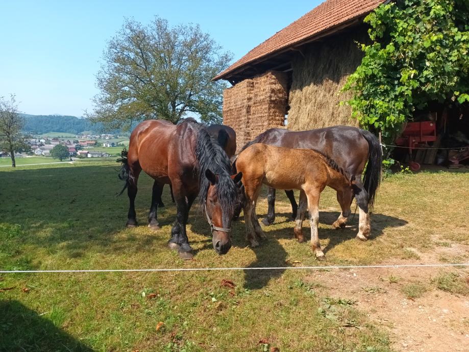 Plemenski žrebec SHL