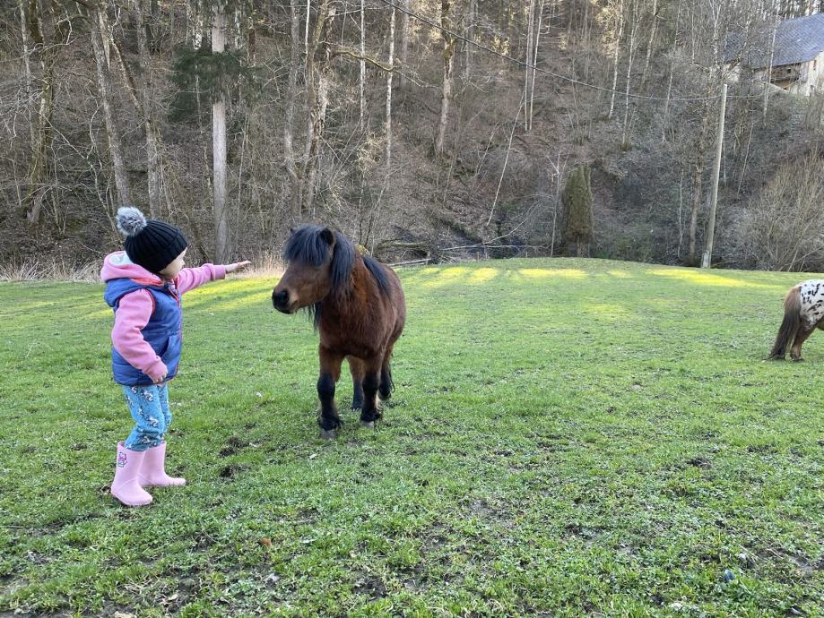 poni kobilica in mini setland poni