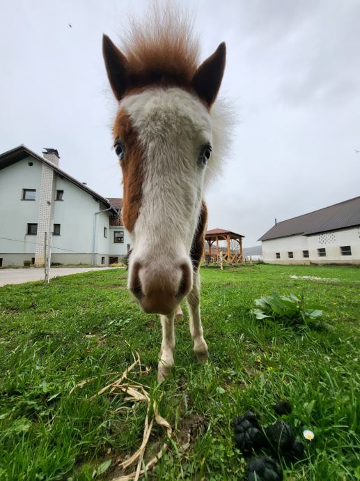 Poni (konj) - Lilibet