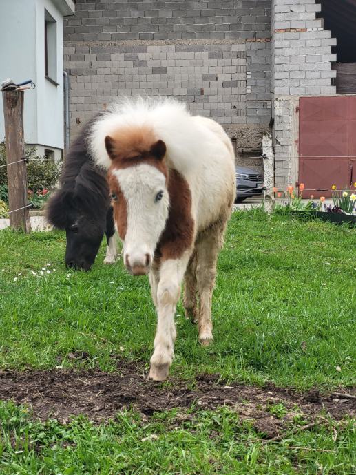 Poni (konj) - Lilibet