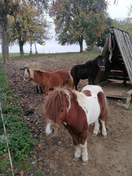 Poni mali - zelo lep prodamo