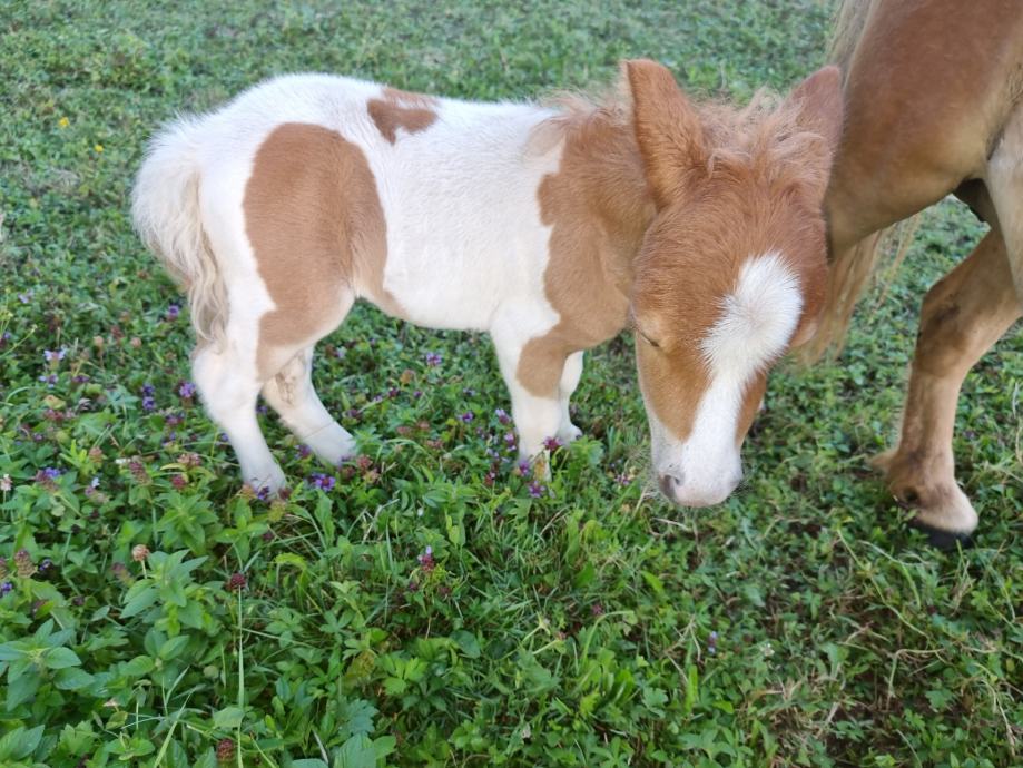 Poni Mini shetland