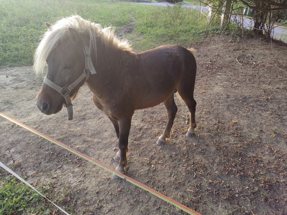 Poni shetland pony