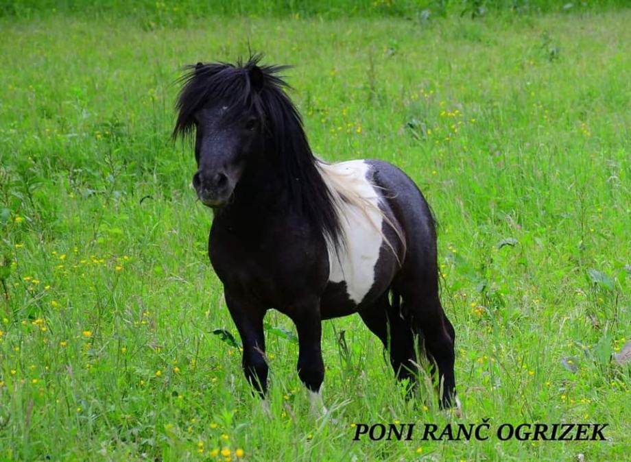 Poni