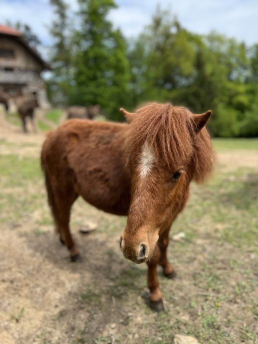 Poni / Pony KONJ kobila z mladičem z EKO kmetije