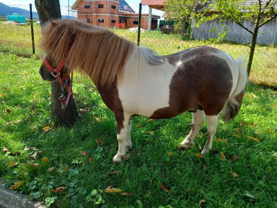 Poni žrebček