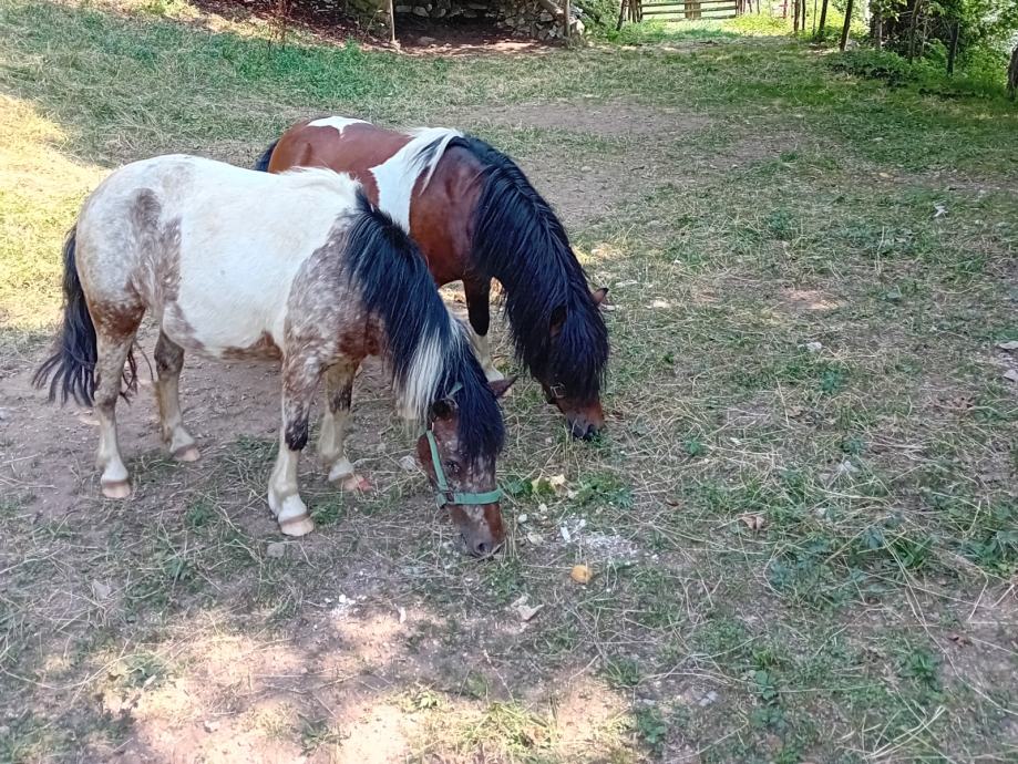 Prodam 2 poni konja