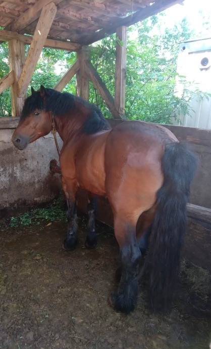 Prodam ali menjam žrebca