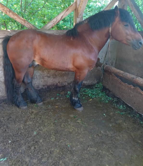 Prodam ali menjam žrebca