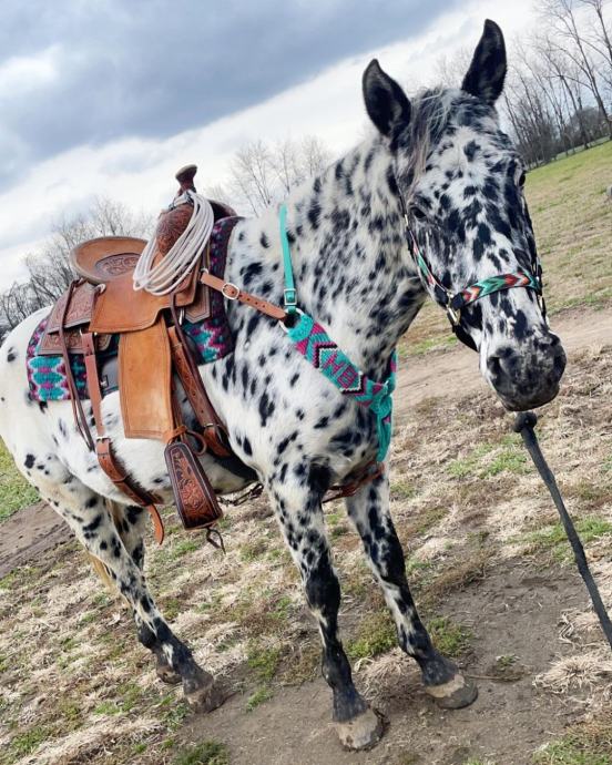 Prodam dva ameriška Quarter konja