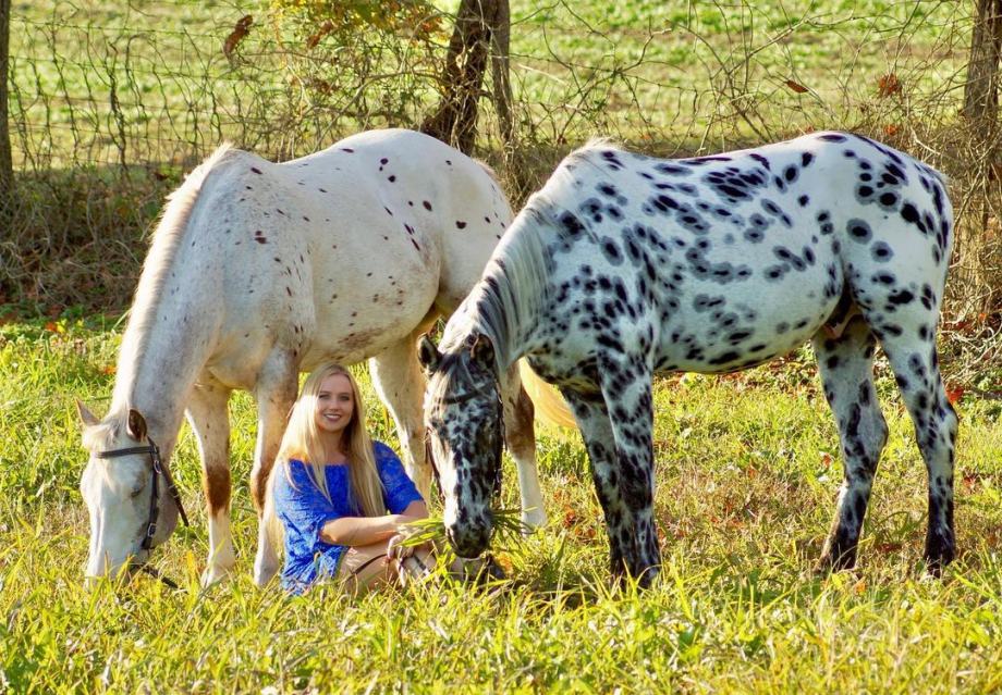Prodam dva ameriška Quarter konja