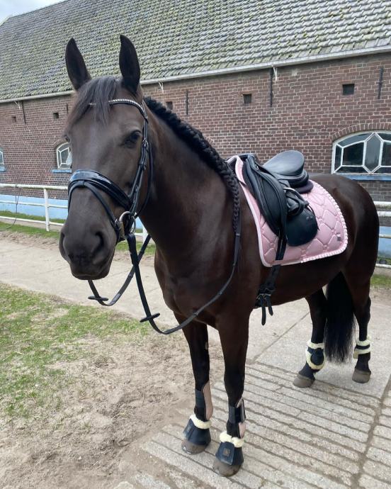 Prodam dva frizijska konja