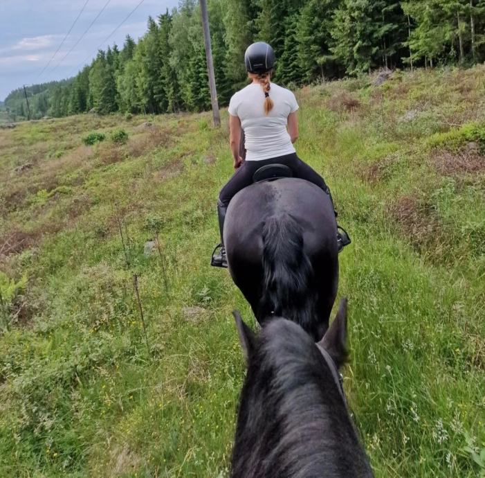 Prodam dva frizijska konja