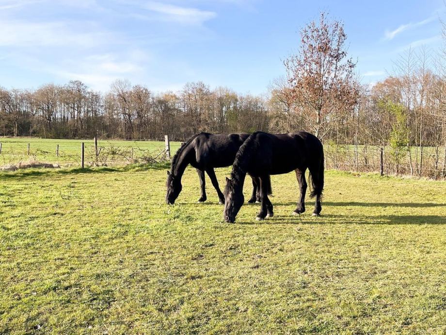 Prodam dva frizijska konja