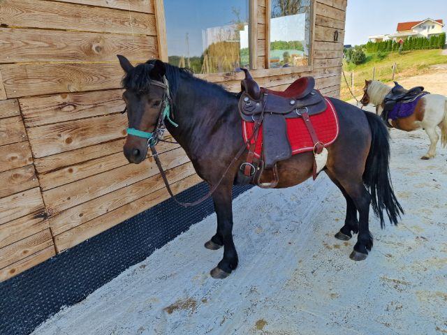 Prodam dva konja Poni