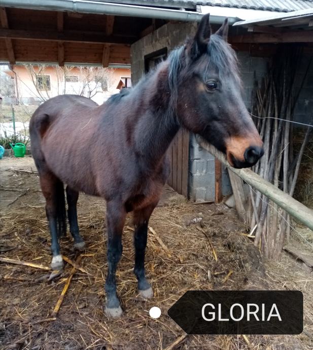 Prodam dva konja (toplokrvna križanca)