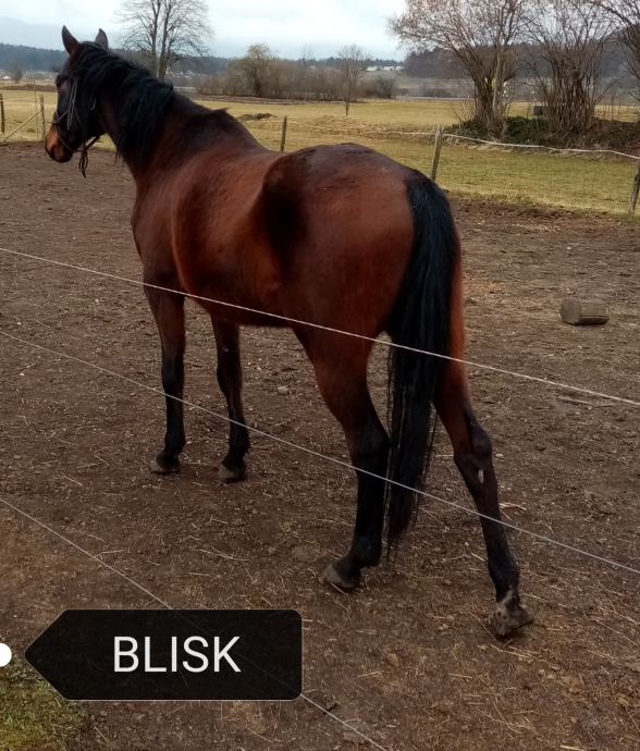 Prodam dva konja (toplokrvna križanca)