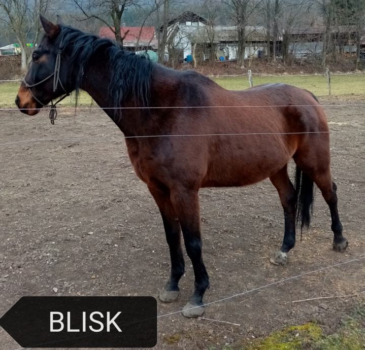 Prodam dva konja (toplokrvna križanca)