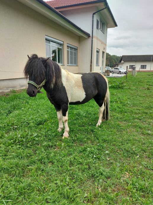 Prodam dva ponija