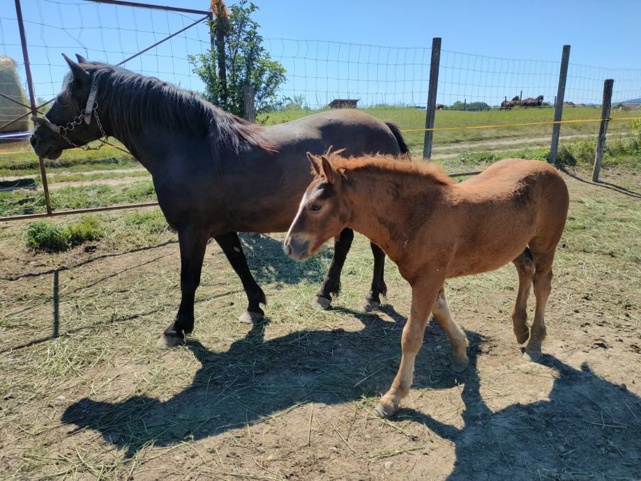 Prodam kobilo posavko