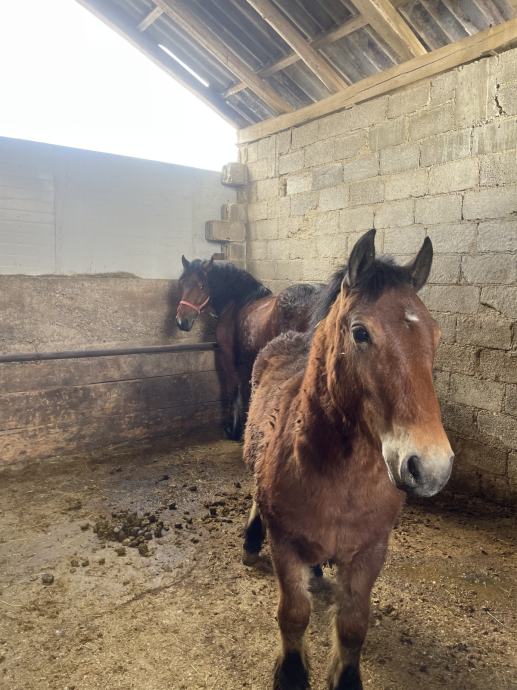 Prodam kobilo posavko