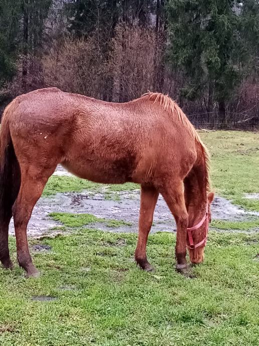 Prodam kobilo vozno in ujahano