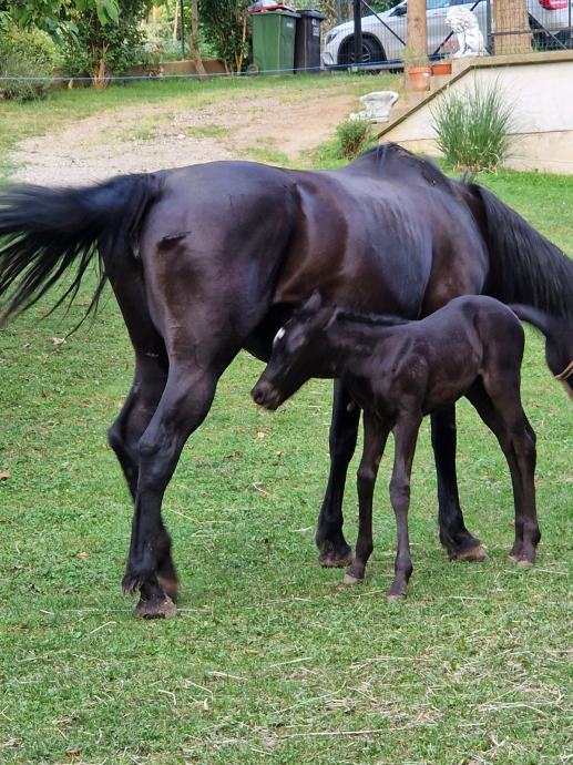 Prodam kobilo z mladičem