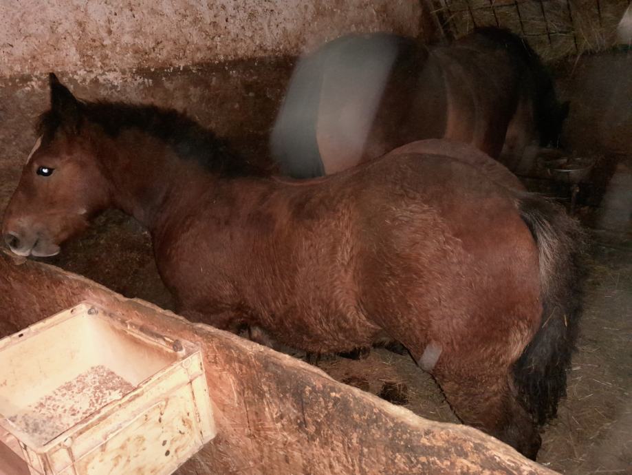 Prodam kobilo z žrebetom