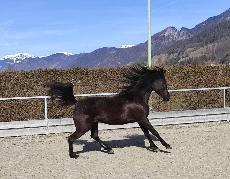 Prodam kobilo žrebico arabko