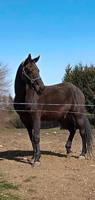 Prodam konja - Vitez