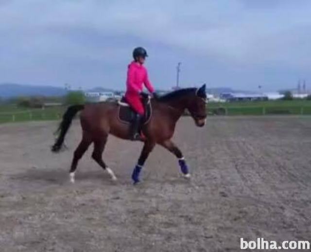 Prodam tekmovalnega konja