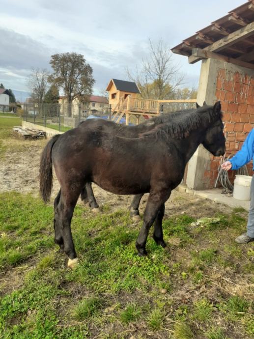 Prodam žrebe