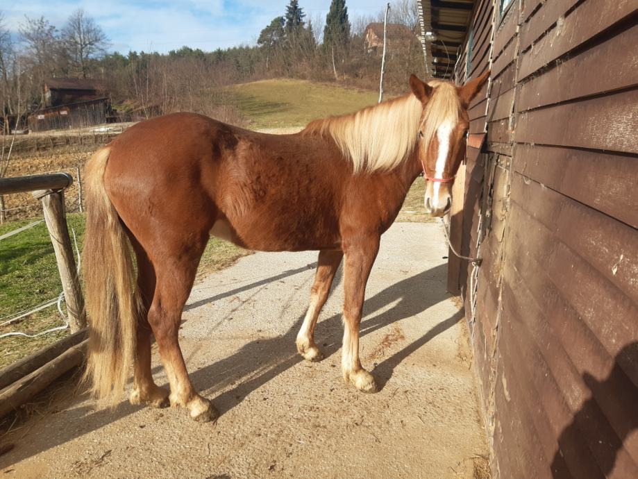 Konj Kastrat Quarter Angloarabec