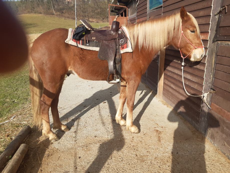 Konj Kastrat Quarter Angloarabec