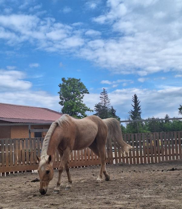 Quarter Horse kastrat