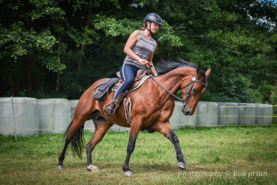 Quarter Horse kobila