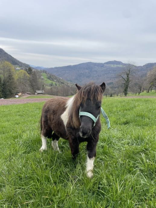 Šetlandski poni Torrnado