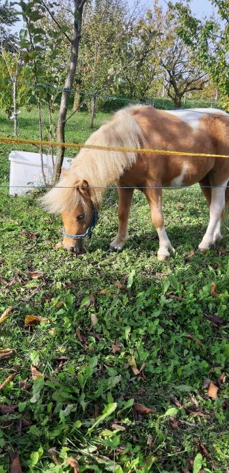 Mini Shetlandski poni