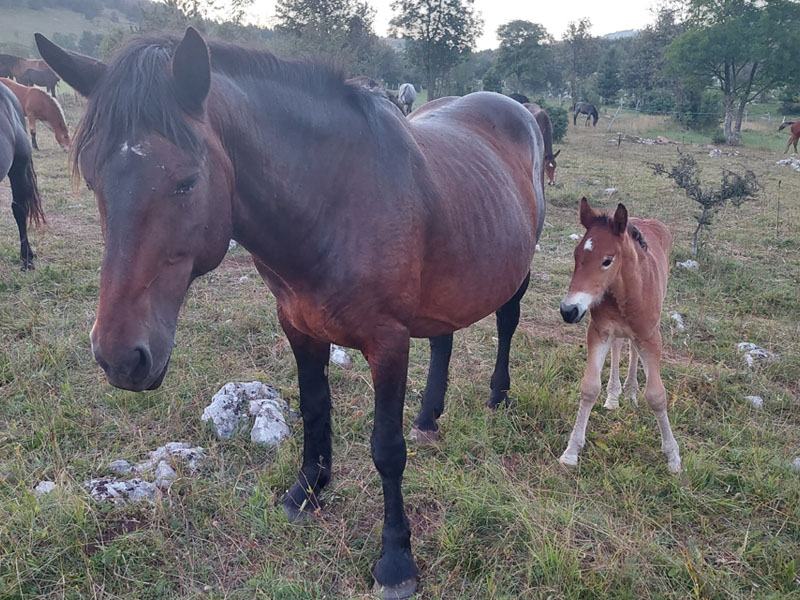 SHL kobila z žrebetom