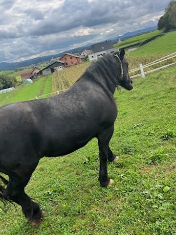 Shl kobili
