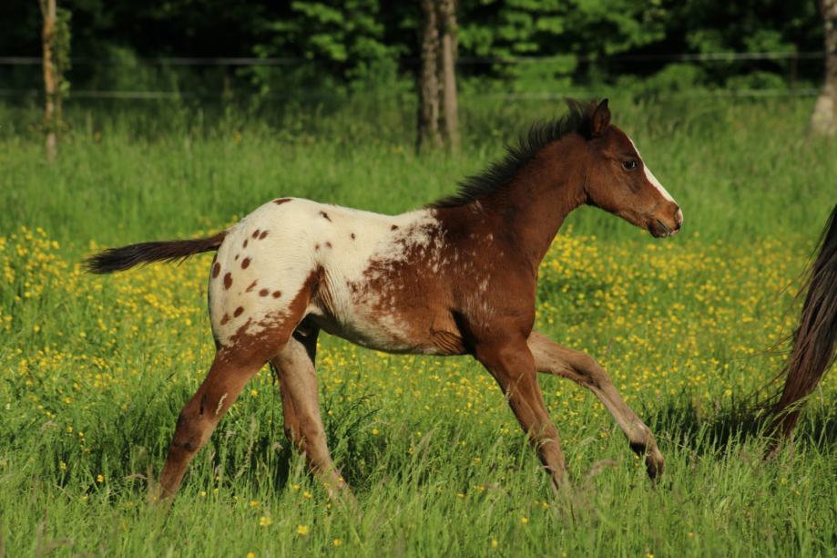 SND Mighty Lil Atlas - Appaloosa žrebček