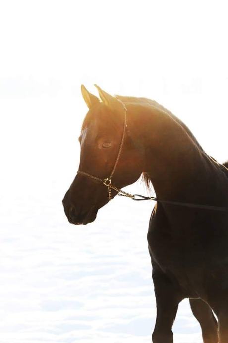 Na voljo za prepust POLNOKRVNI ARABSKI žrebec