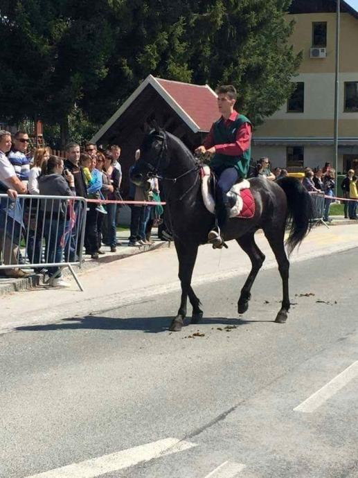 Na voljo za prepust POLNOKRVNI ARABSKI žrebec