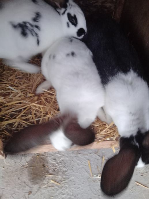 kunci za zakol ali nadaljno rejo