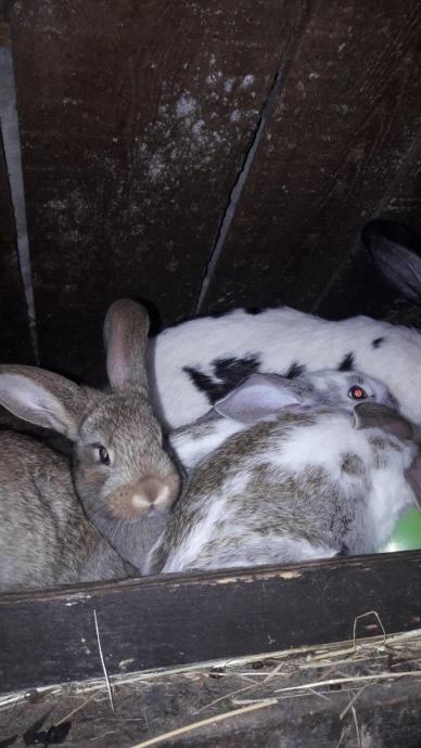 Mladi zajci za zakol ali nadaljno rejo