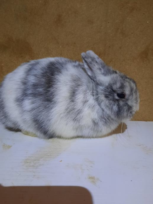 Obarvani pritlikavi kunec brezova barva, mini zajcki