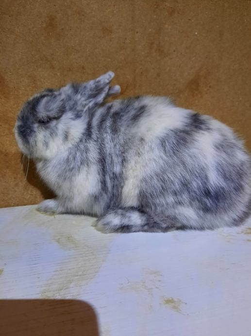 Obarvani pritlikavi kunec brezova barva, mini zajcki