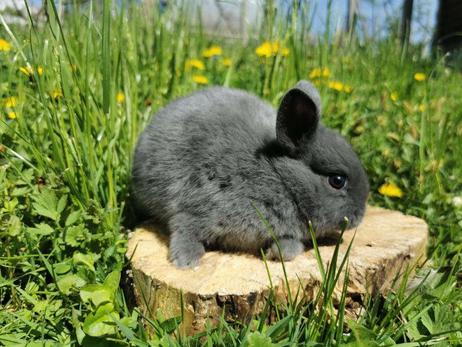 obarvani pritlikavi kunec v sivkasti barvi