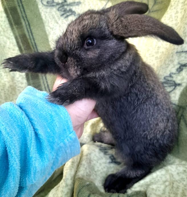 Ovnač, Nemški lisec